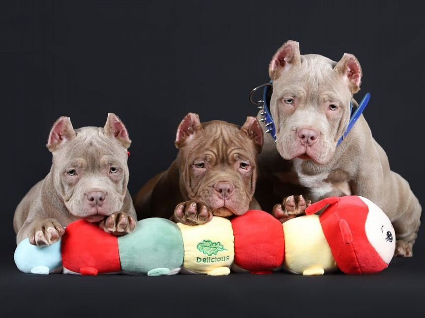 Американский булли покет