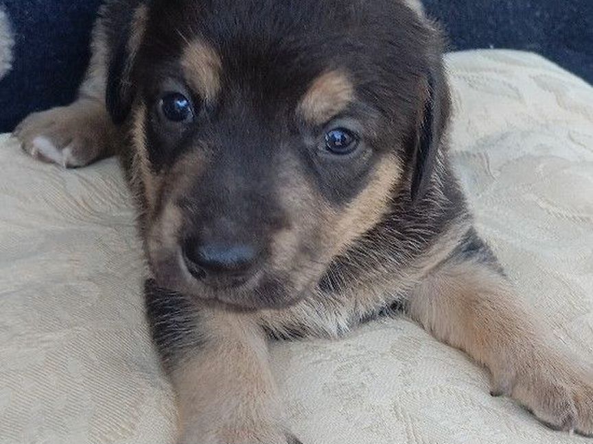 Отдам даром щенка в добрые руки