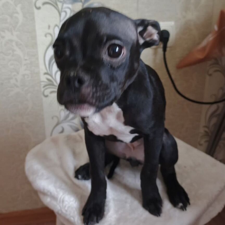 Американский булли, щенок