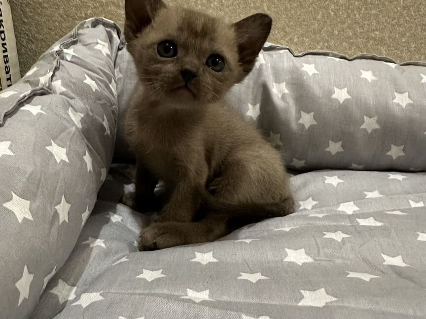 Бурманские котята с документами