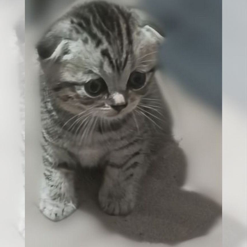 Шотландский вислоухий короткошёрстный котёнок