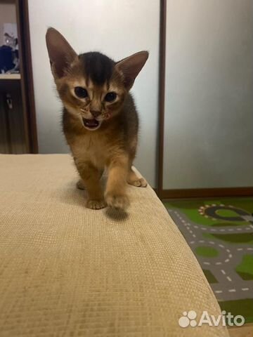 Абиссинский котенок дикого окраса