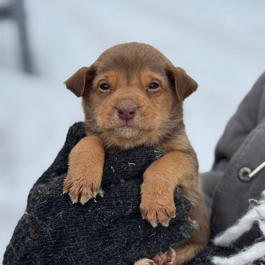 Щенки девочки и мальчики