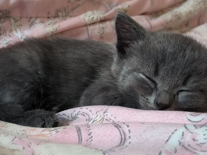 Котенок в добрые руки