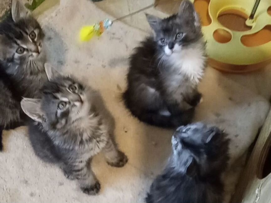 Котята (сибирячки) в добрые руки