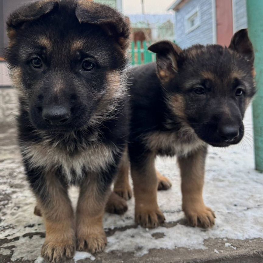 Немецкая овчарка, щенок