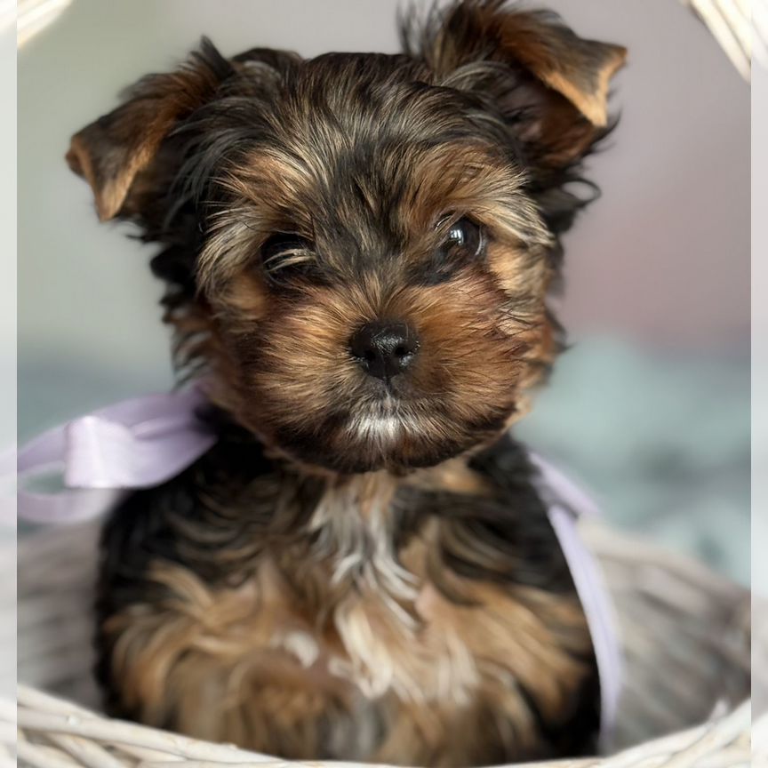 Йоркширский терьер, щенок