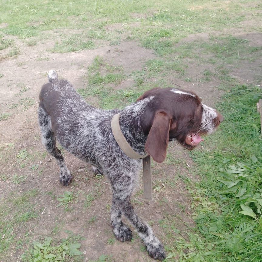 Дратхар в добрые руки