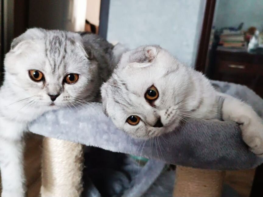 Шотландские вислоухие котята