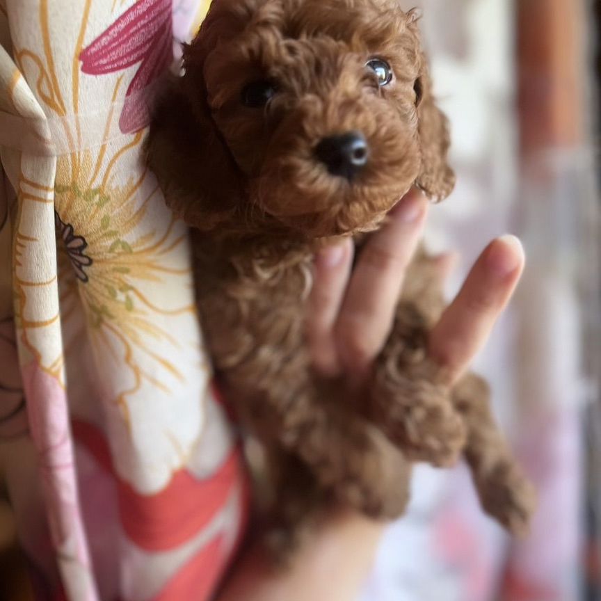 Теддики той пудель