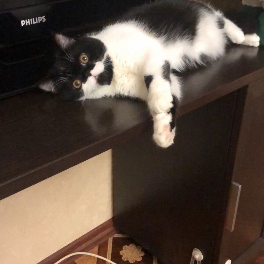 Кот Чаки