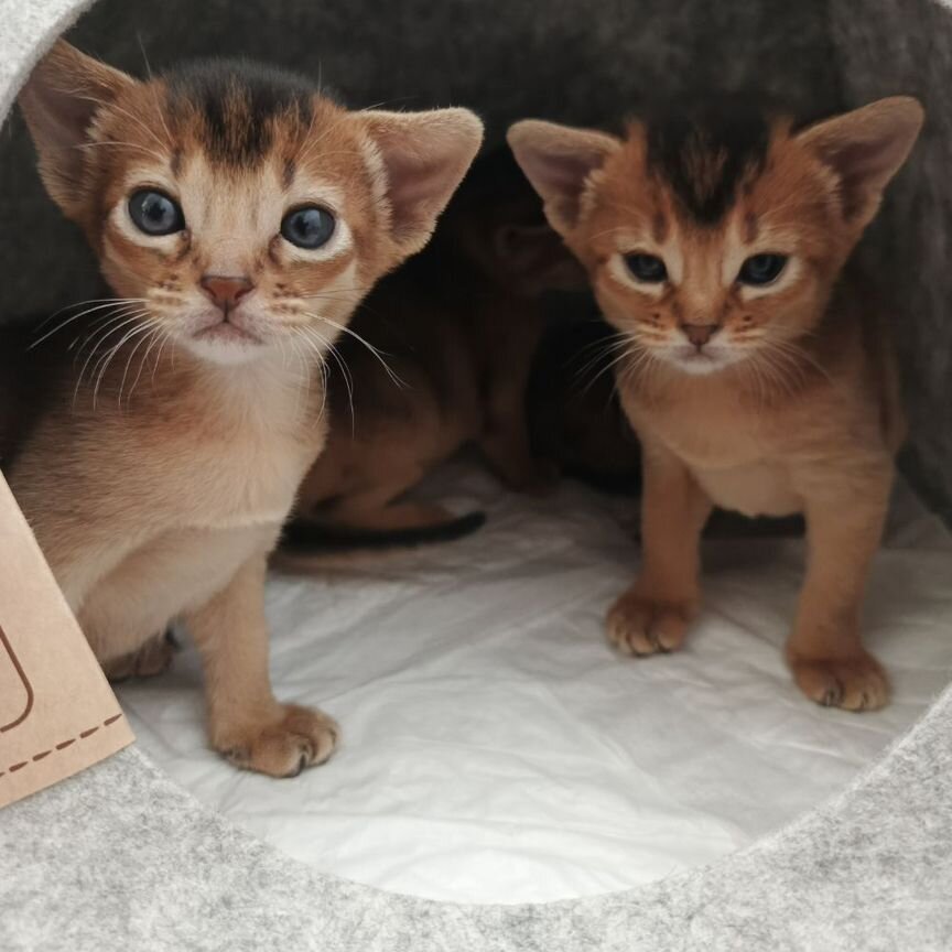 Абиссинские котята