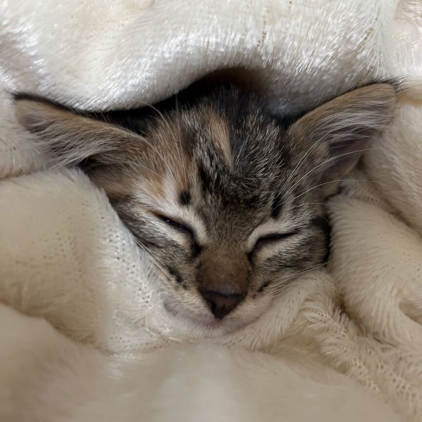 Бесплатно Белла Беллиссимо - чудесный котенок