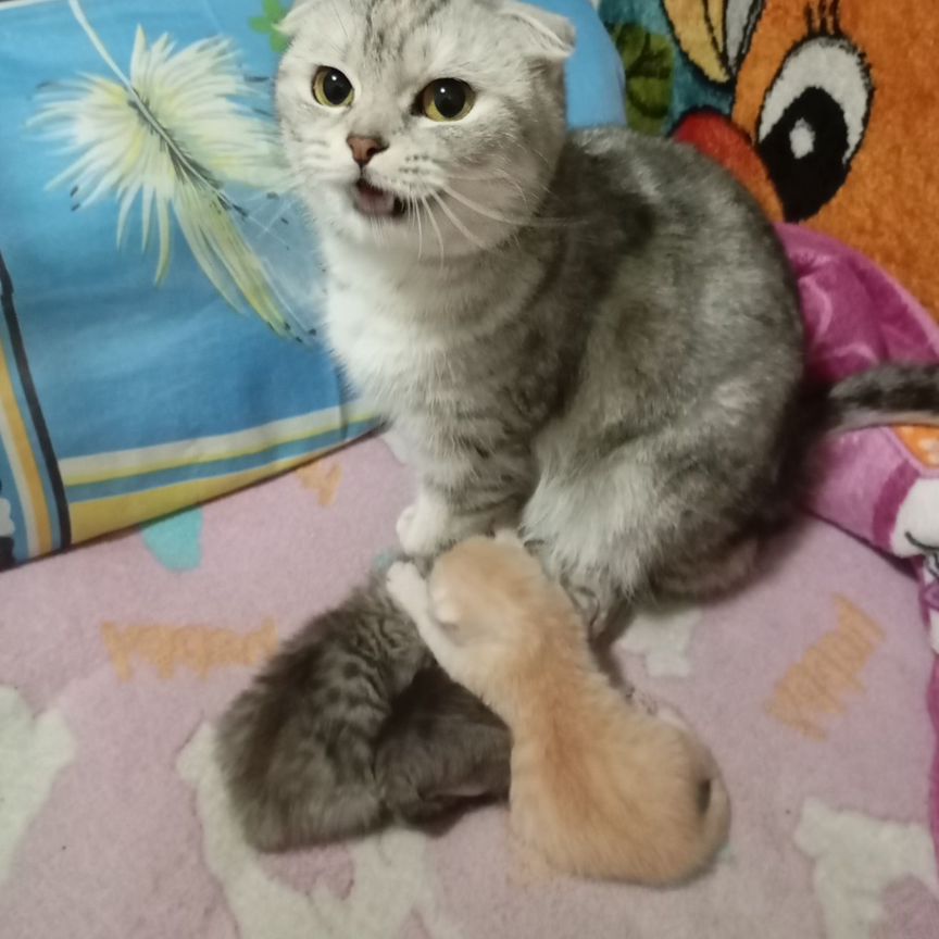 Ищут заботливых хозяев