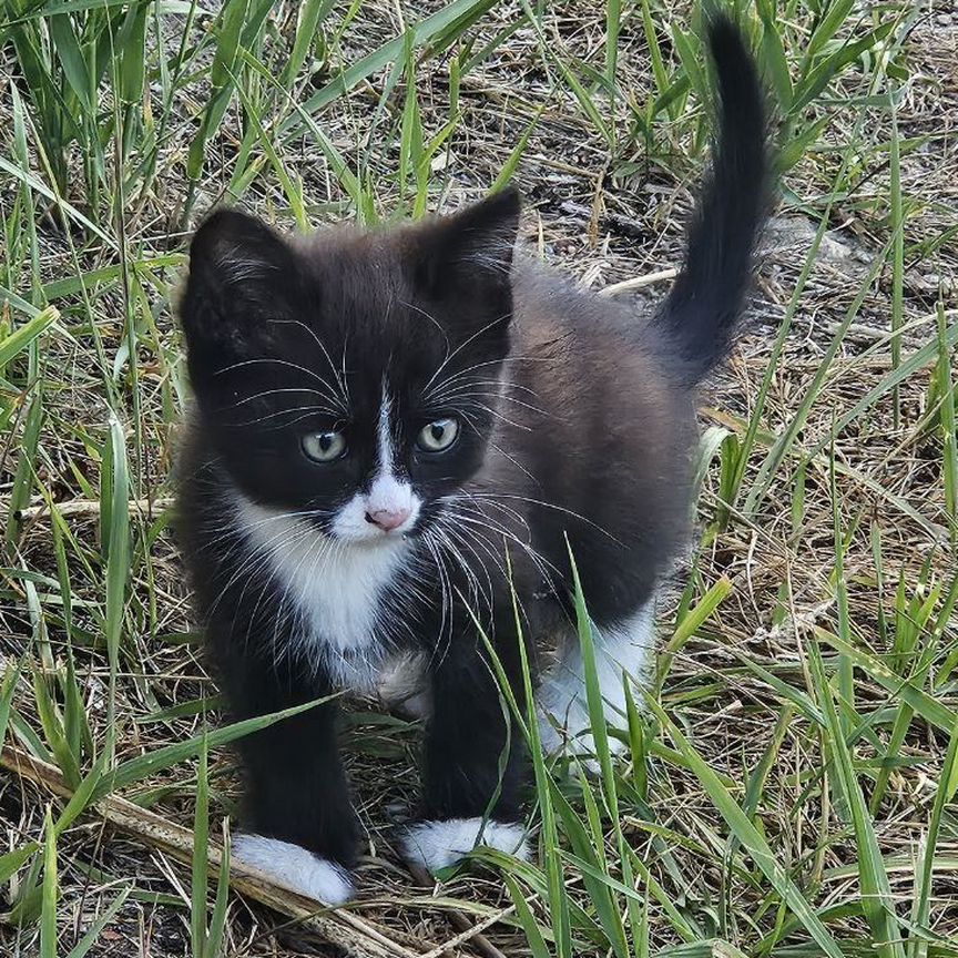 Котёнок в добрые руки