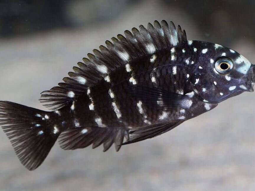 Трофеусы (звёздочные)