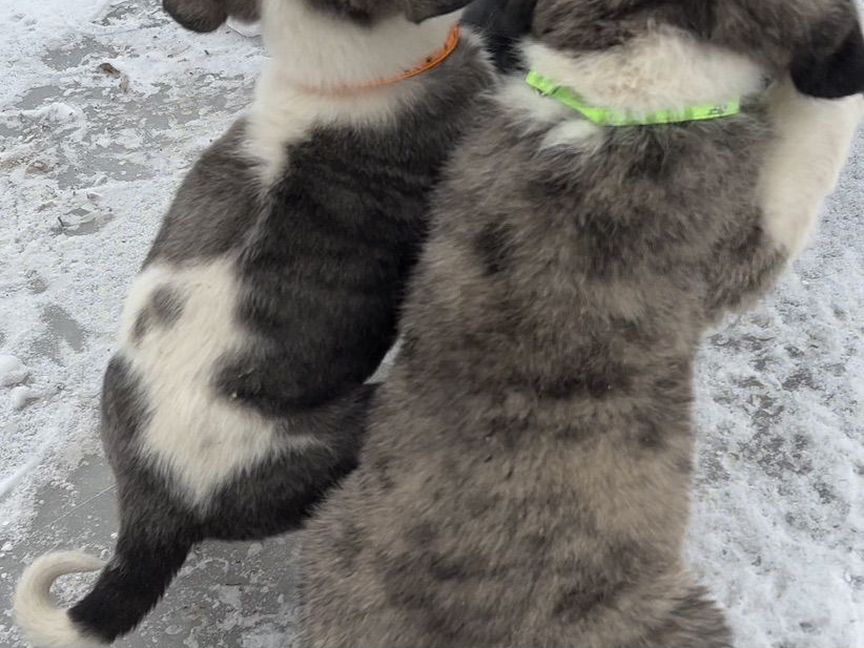 Кавказский волкодав щенки от супертяжа