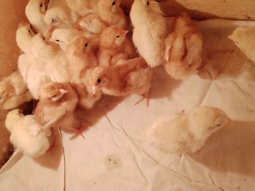 Цыплята несушки