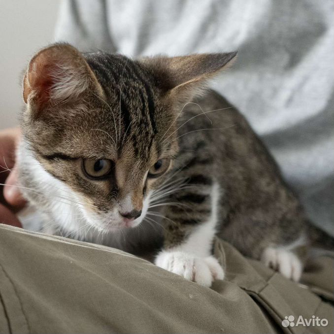 Полосатый котенок, 3 месяца