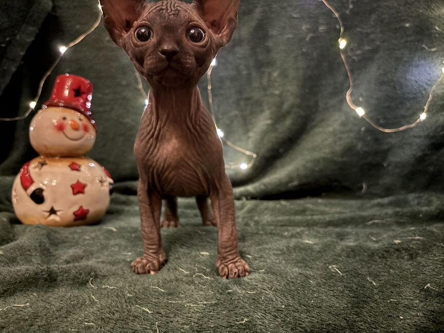 Канадский сфинкс