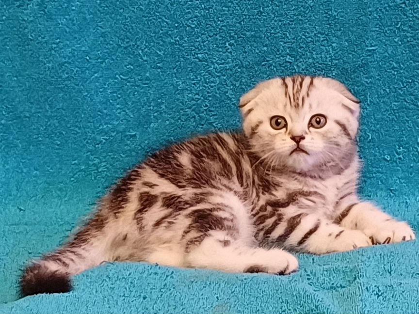 Шотландская мраморная вислоушка