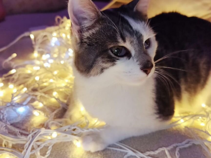 Котик ищет дом