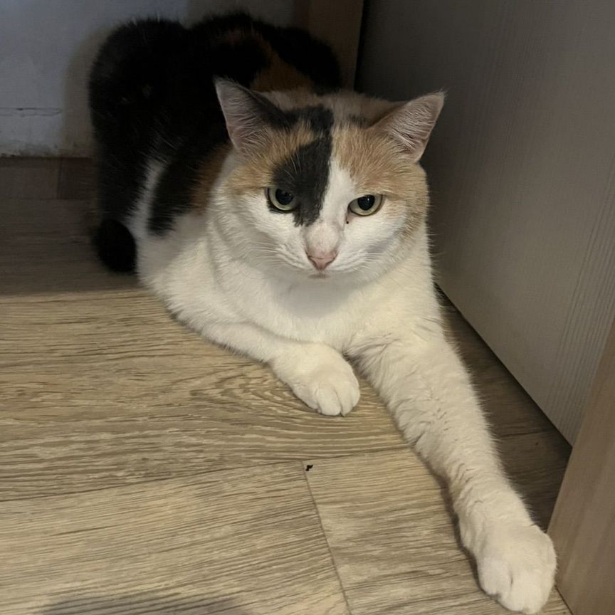 Взрослая, Девочка кошка в добрые руки