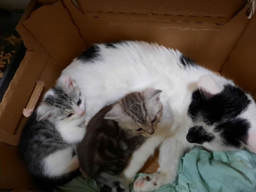 Котята от ловчей кошечки