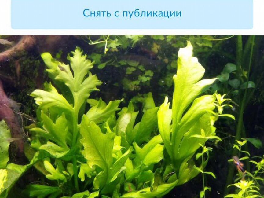Неприхотливые аквариумные растения