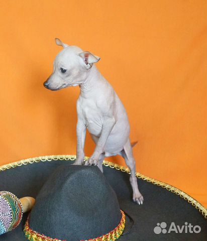 Ксолоитцкуинтли