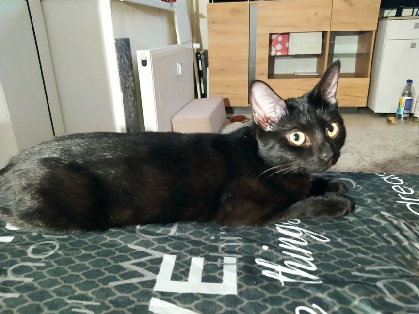 Кошка в дар