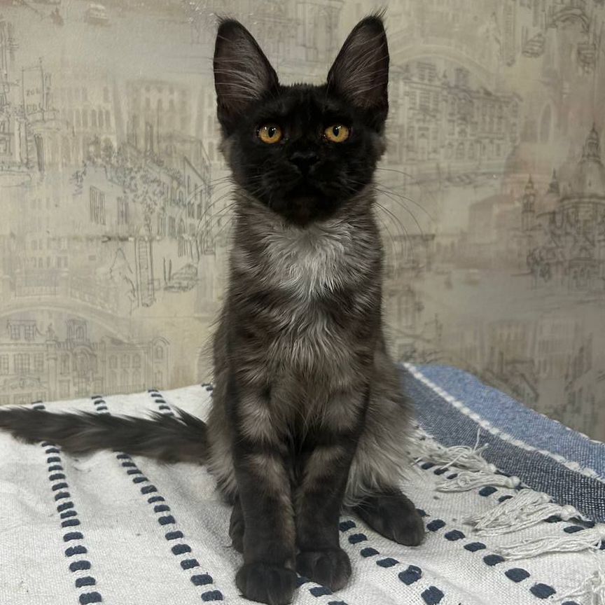 Котята мейкуны продажа