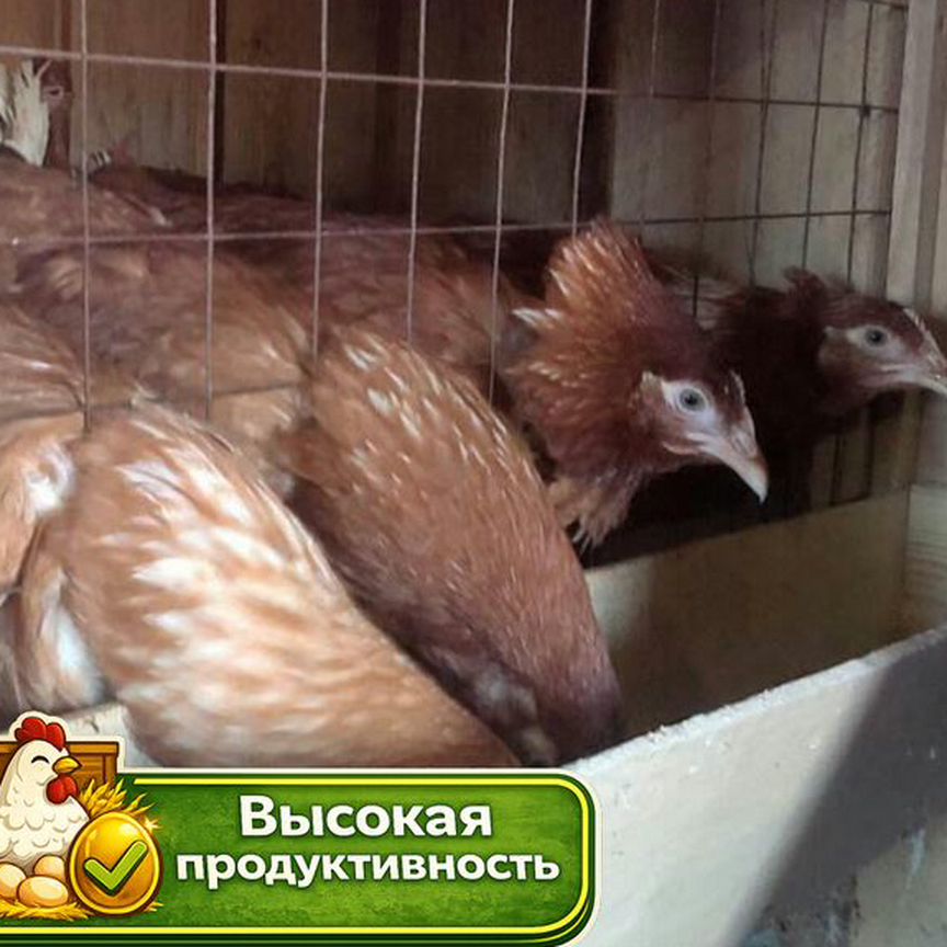 Куры несушки с доставкой