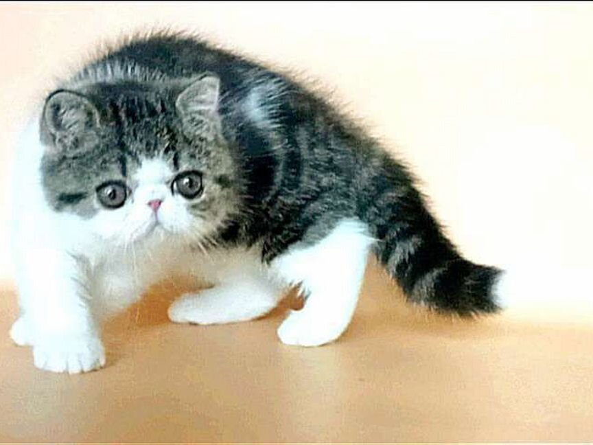 Экзотическая