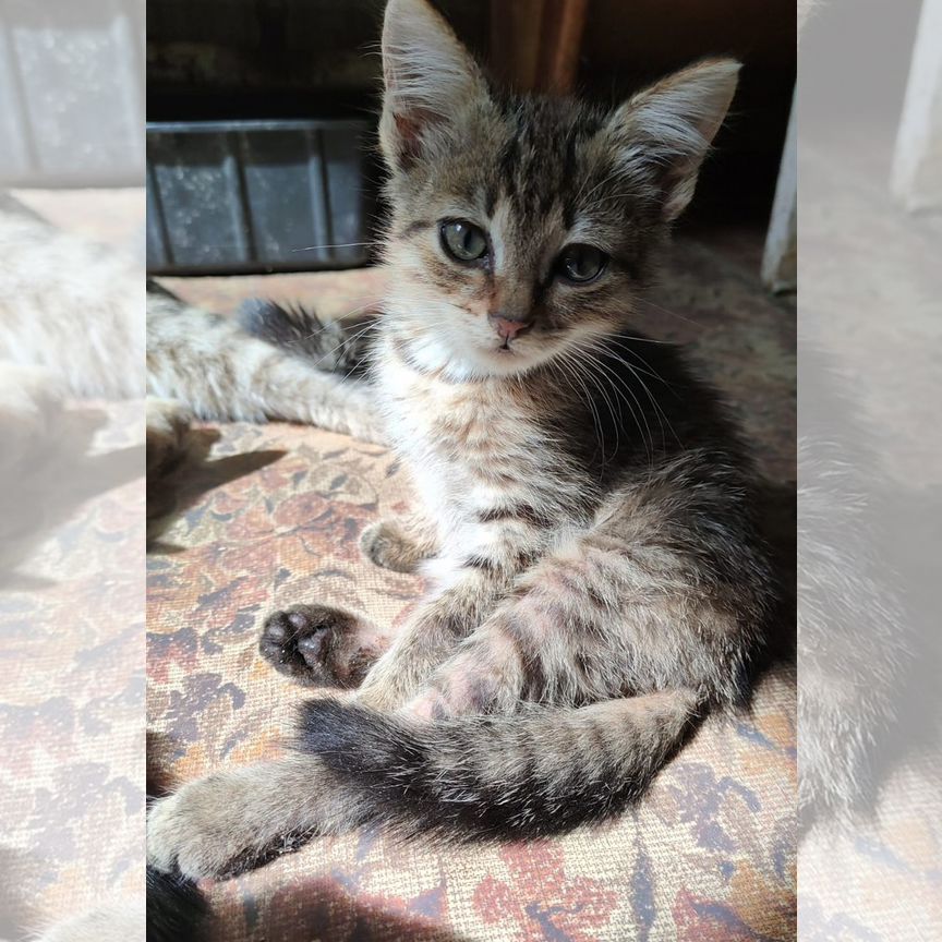 Котята 2,5 месяца