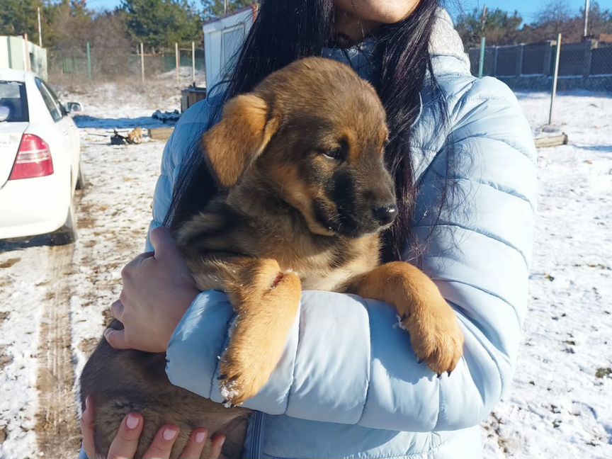 Щенок мальчик красивый