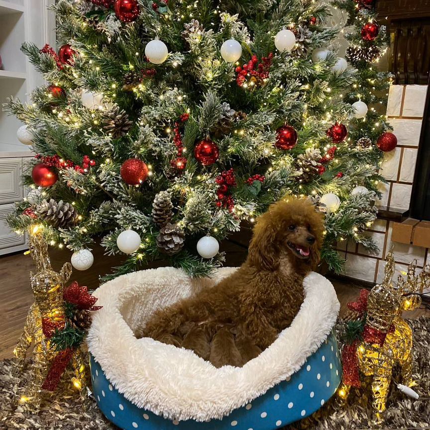 Той пудель с Документами РКФ