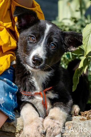 Щенок 4 месяца