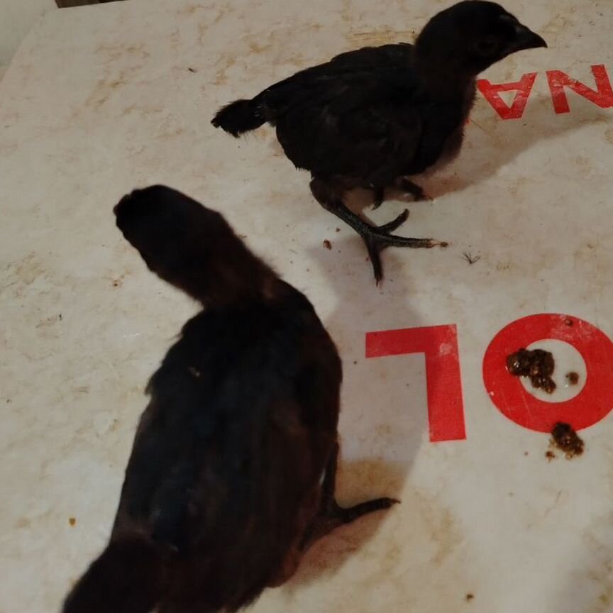 Цыплята ухейилюй др о2. 02.25