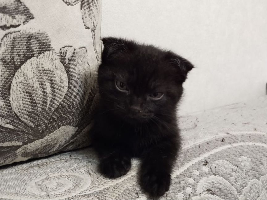 Котенок шотландская вислоухая