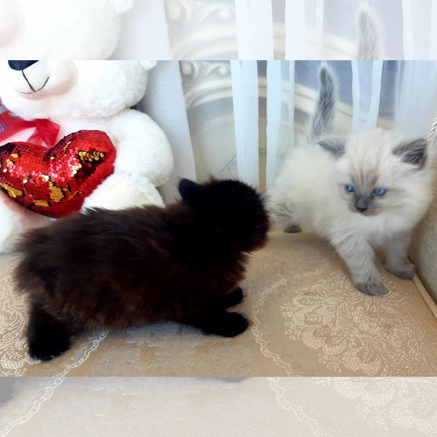 Тайские котята