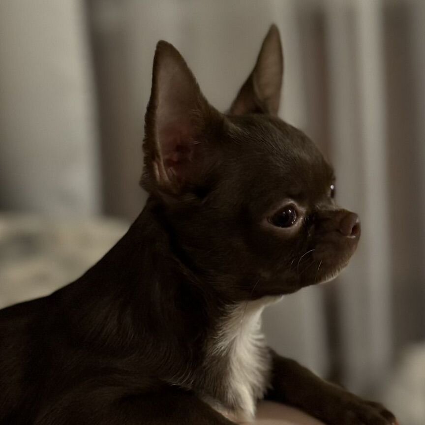 Чихуахуа, щенок