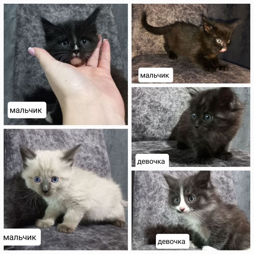 Котята в добрые руки