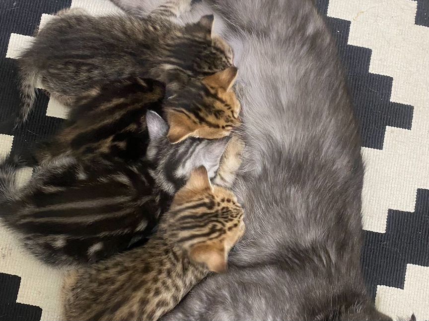 Котятки