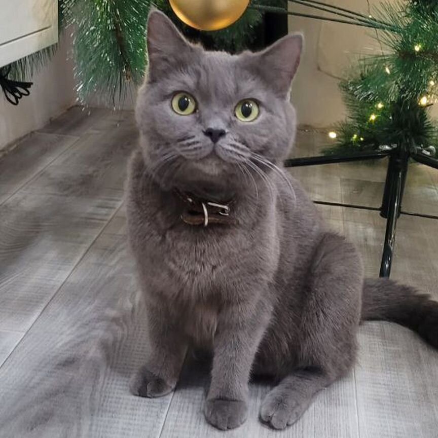 Британский короткошёрстный котёнок