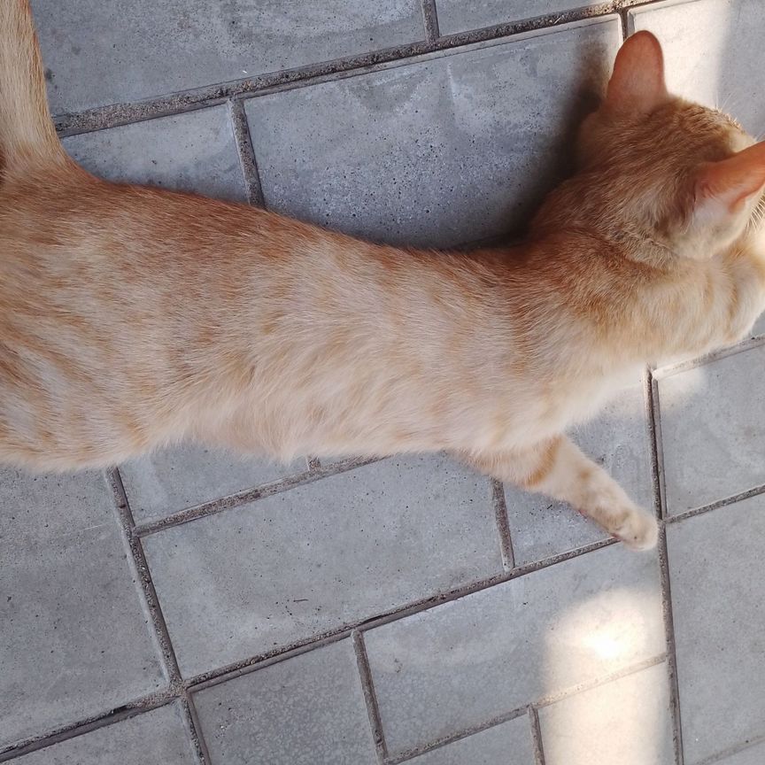 Рыжий котенок мальчик