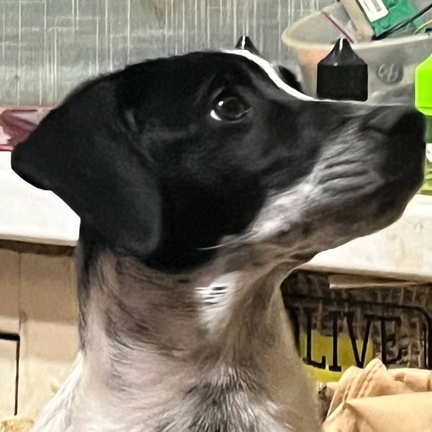 Далматин, щенок