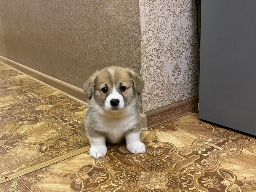 Щеночки коржики пемброк