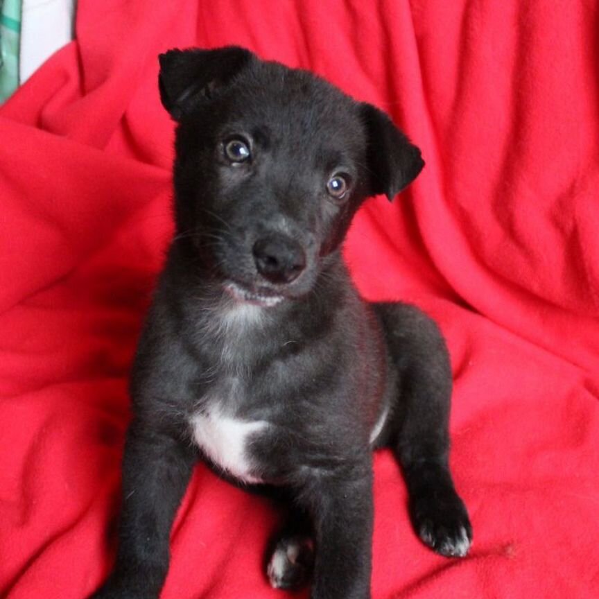 Собака в добрые руки отдам бесплатно