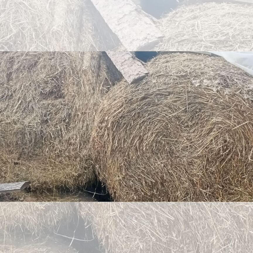 Продам сено